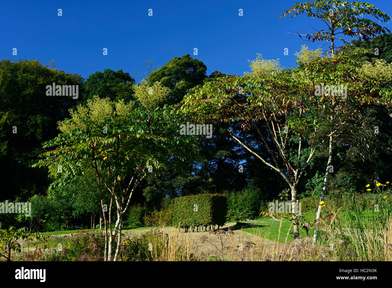 Aralia echinocaulis arbre chinois tiges pickly branches tronc rare RM ...