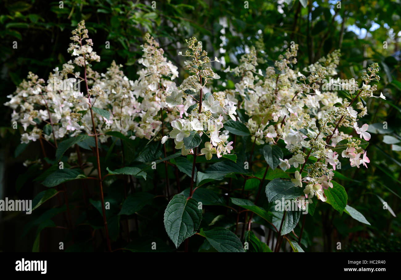 L'hydrangea pinky winky blanc fleur fleurs fleurs fleurs fleurs spike ...