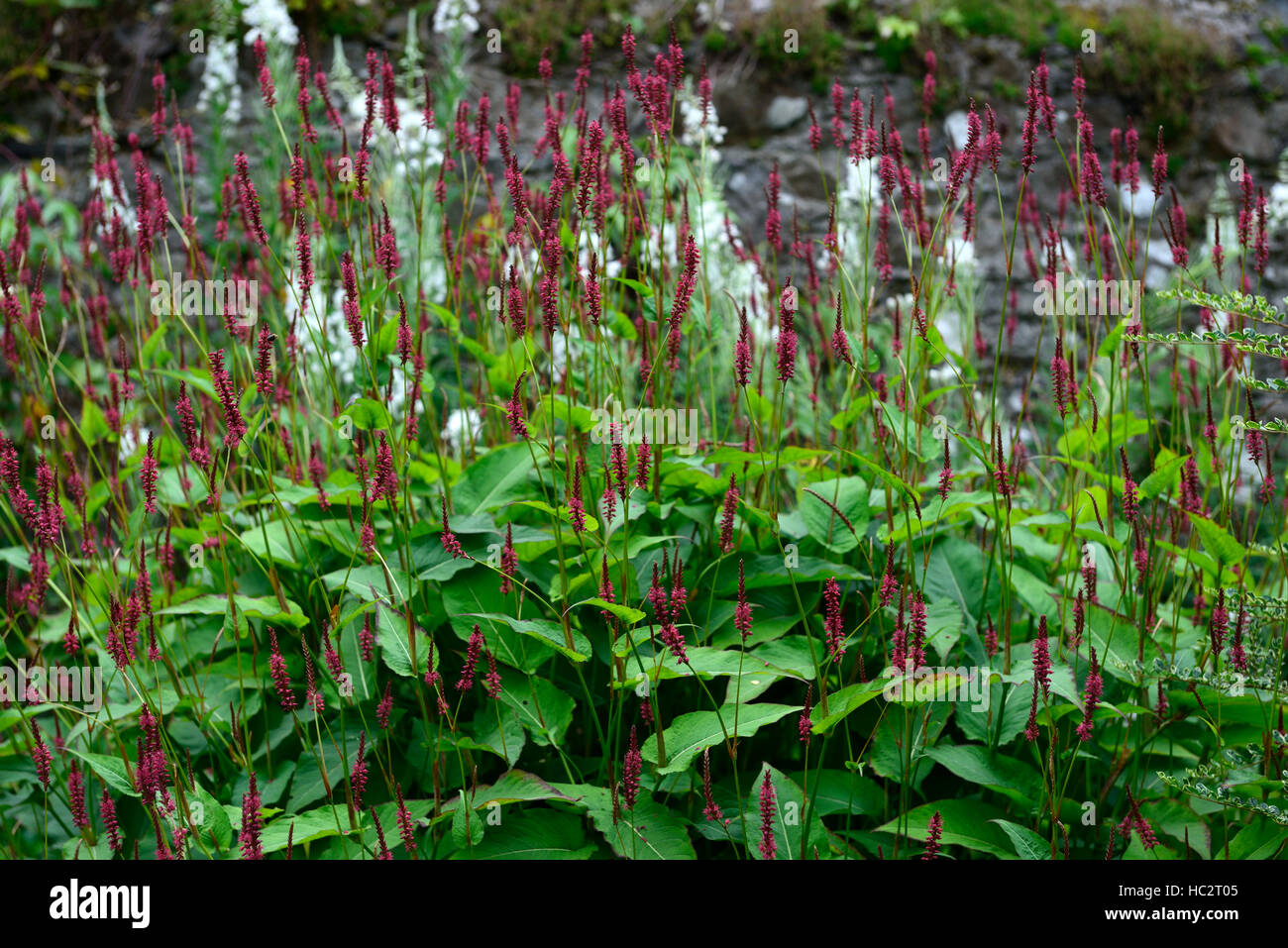 Persicaria amplexicaulis vivaces vivaces rouge fleur fleurs d'été ...