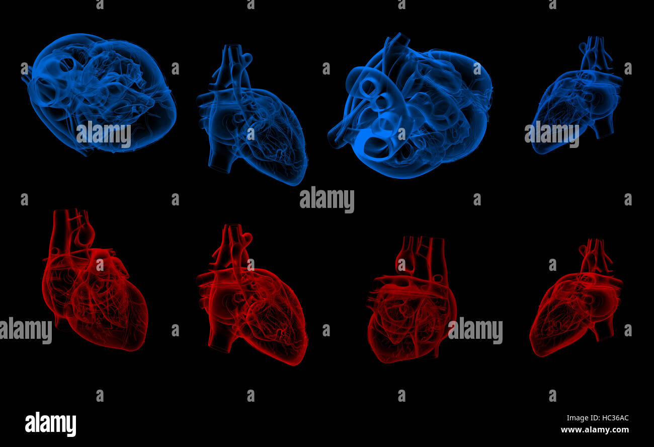 Anatomie du corps humain et du coeur 3d Banque de photographies et d ...