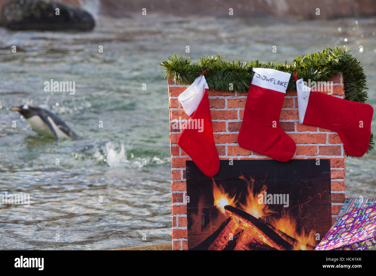 Edinburgh zoo rzss Banque de photographies et d’images à haute ...