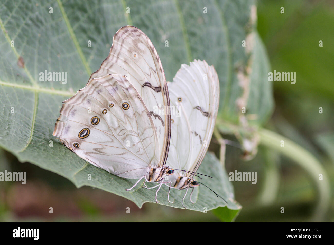 Morpho blanc Banque de photographies et d’images à haute résolution - Alamy
