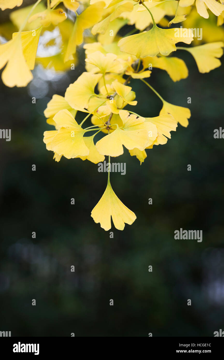 Arbres de ginkgo biloba Banque de photographies et d’images à haute ...
