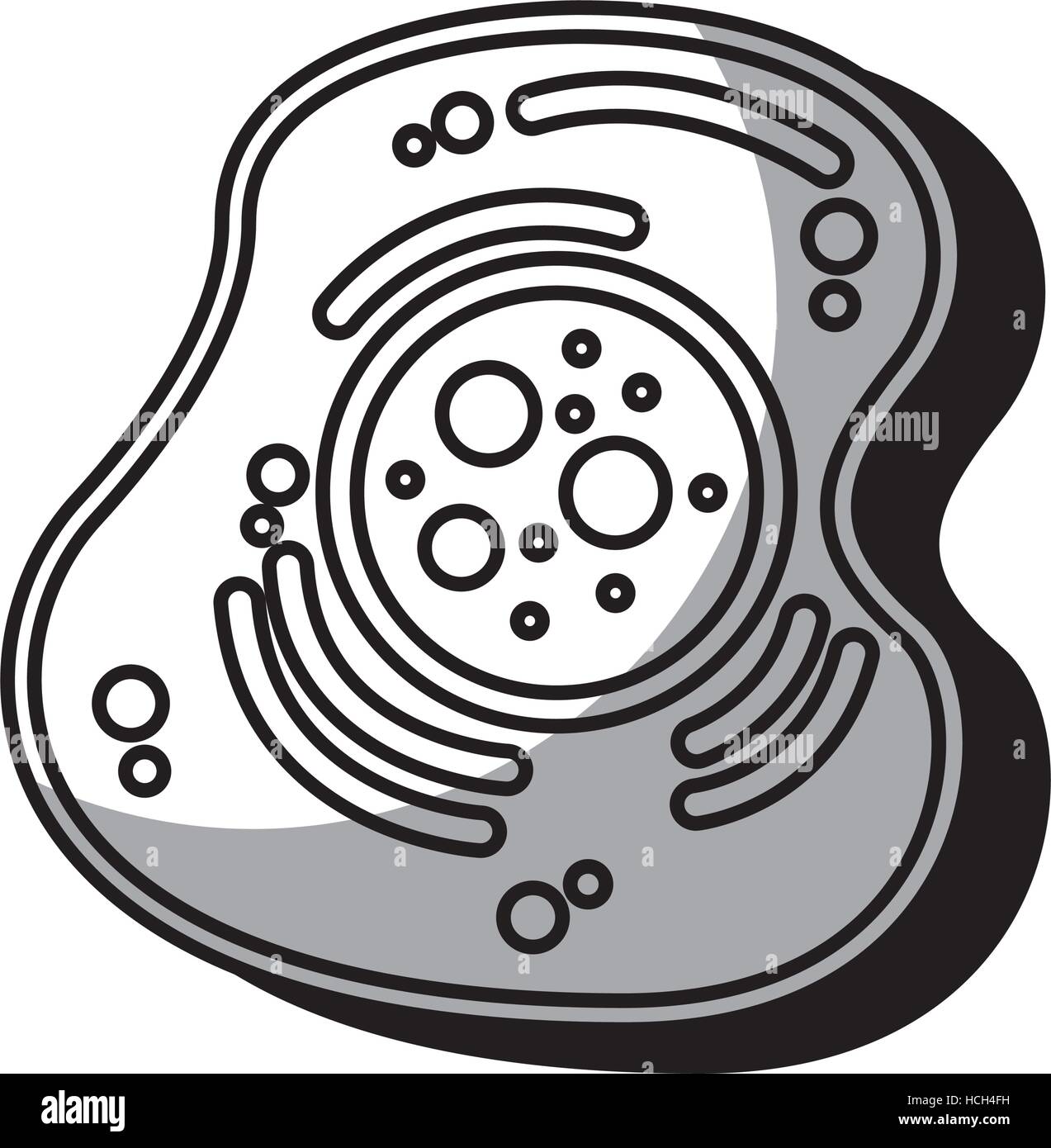 Animal cell diagram Banque d'images vectorielles - Alamy