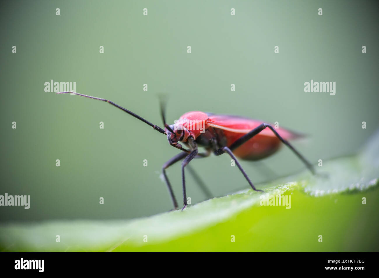 Insecte noir et rouge Banque de photographies et d’images à haute ...