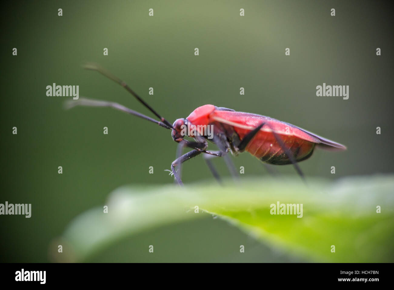Insecte rouge et noir Banque de photographies et d’images à haute ...