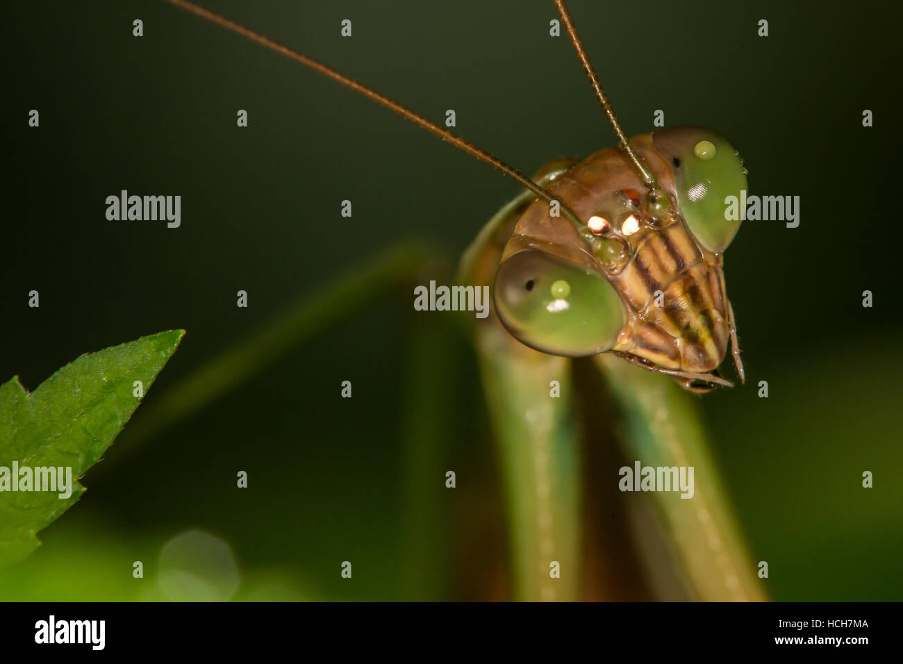 Yeux de mante religieuse Banque de photographies et d’images à haute ...