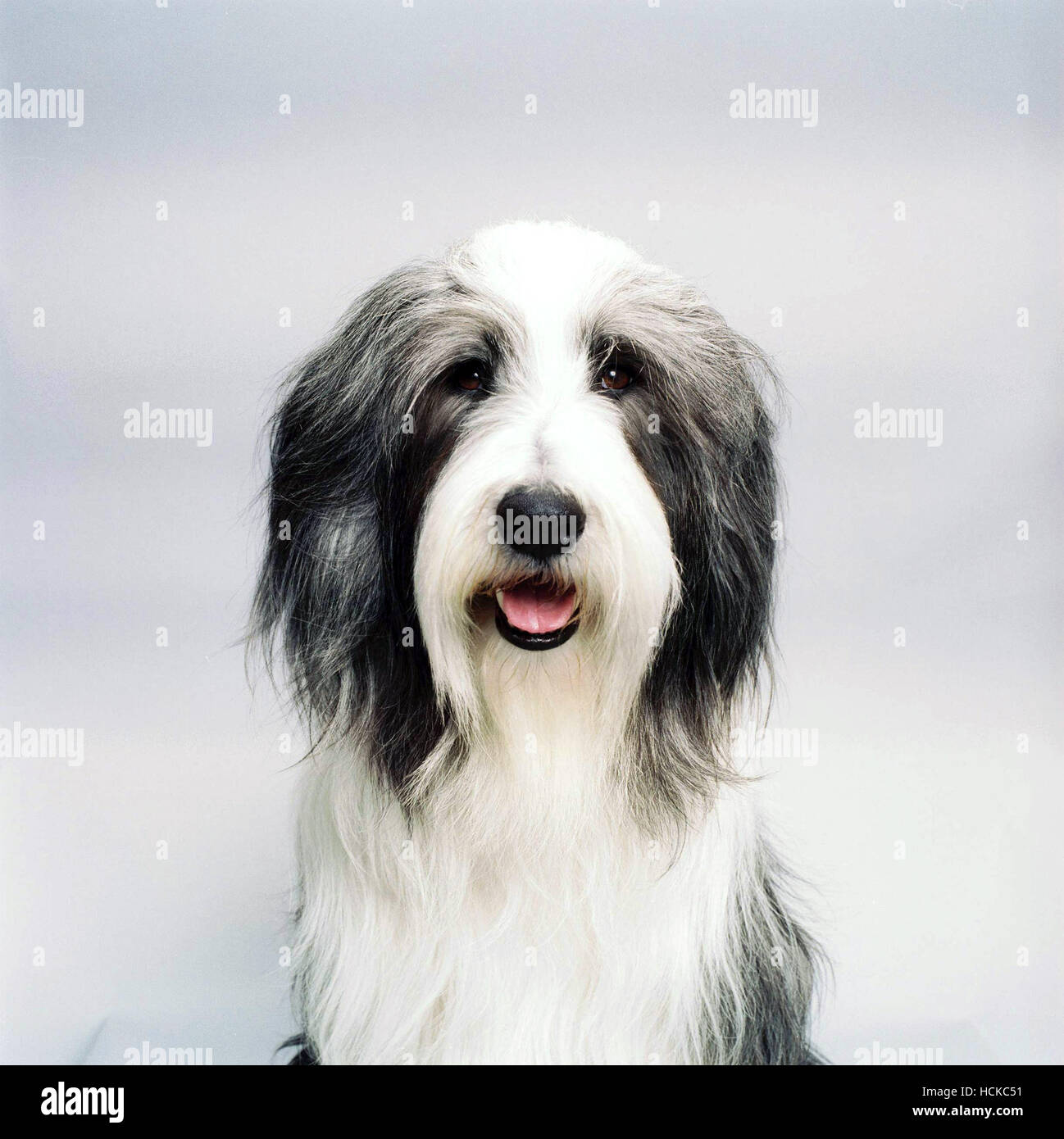 The Shaggy Dog 2006