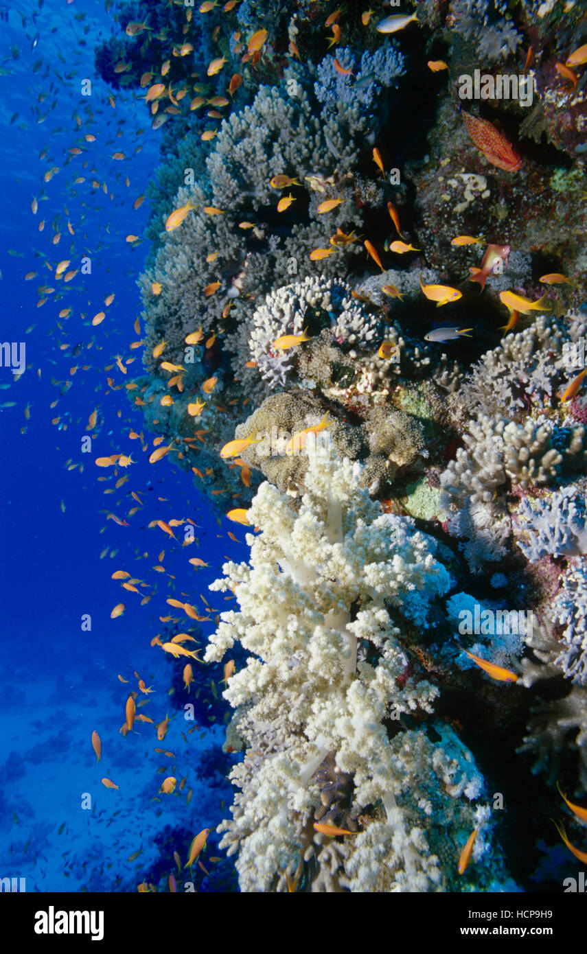 Corail et poisson dans la mer rouge egypte Banque de photographies et d ...