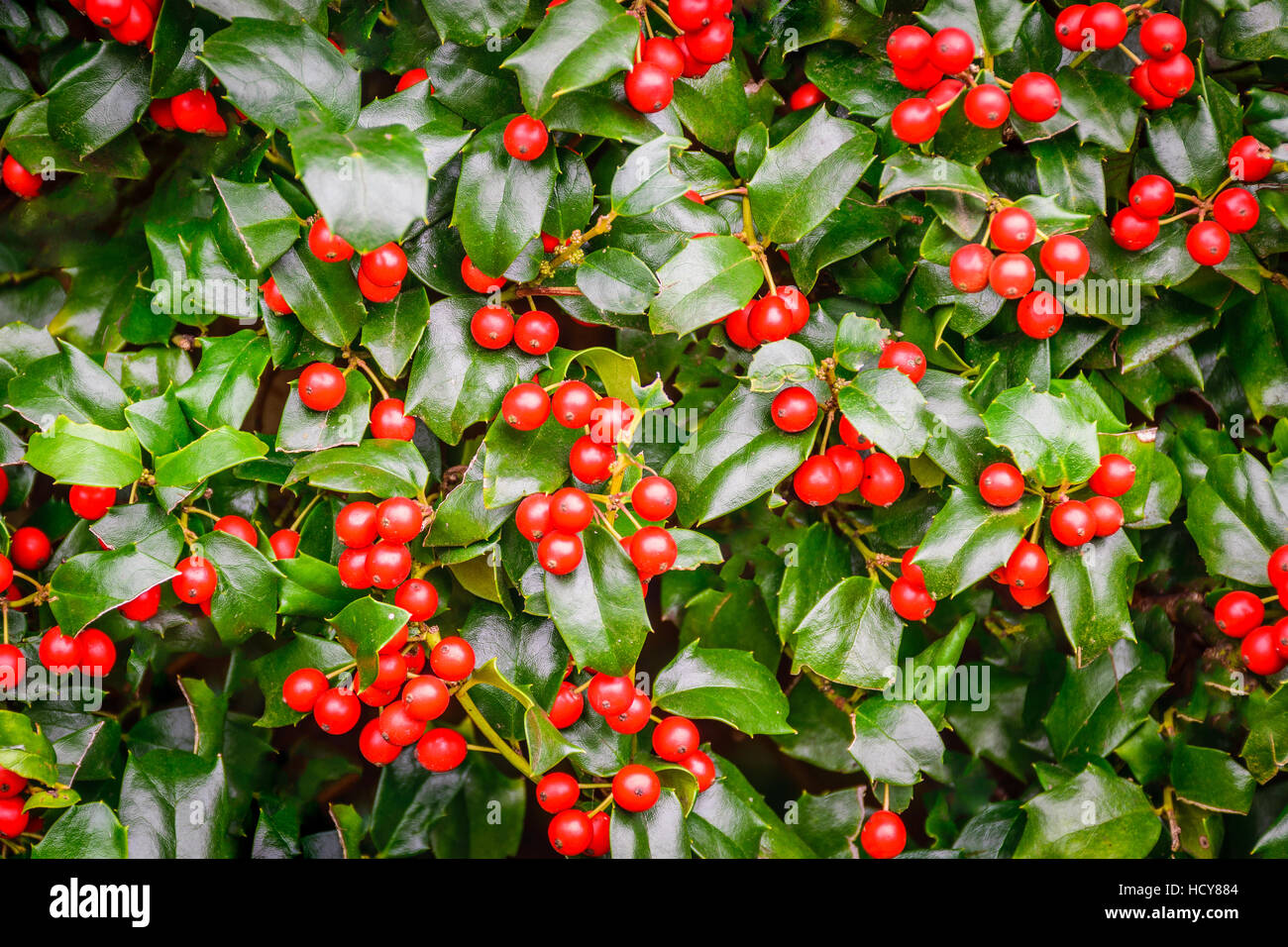 Arbuste aux fruits rouges Banque de photographies et d’images à haute ...