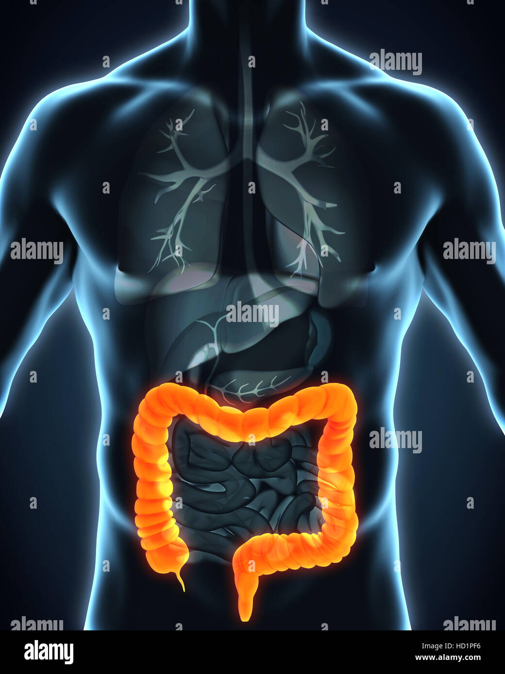 Colon humain anatomie Photo Stock - Alamy