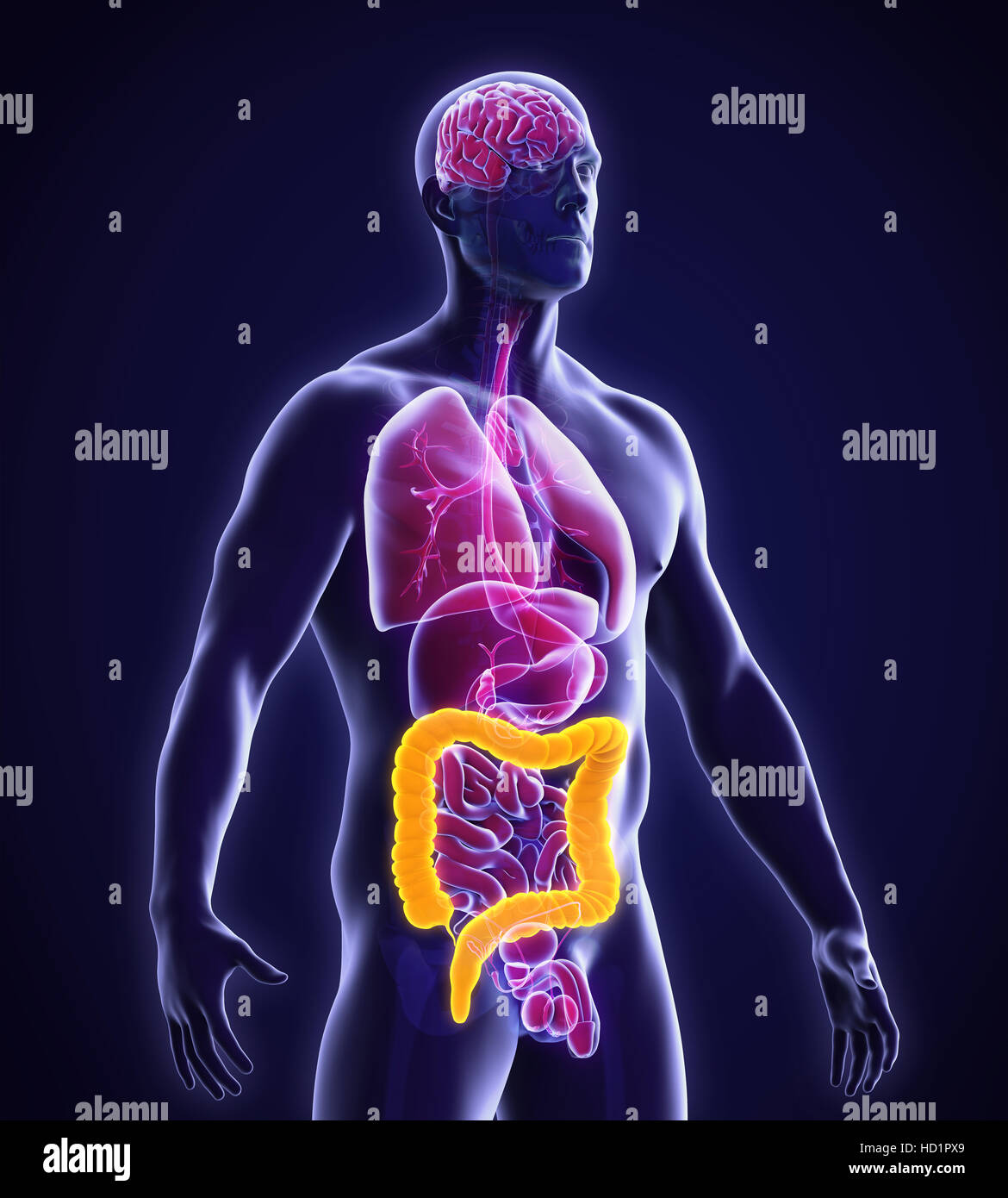 Colon humain anatomie Photo Stock - Alamy