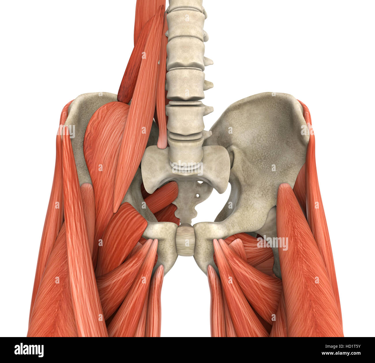 Anatomie des muscles psoas Photo Stock - Alamy