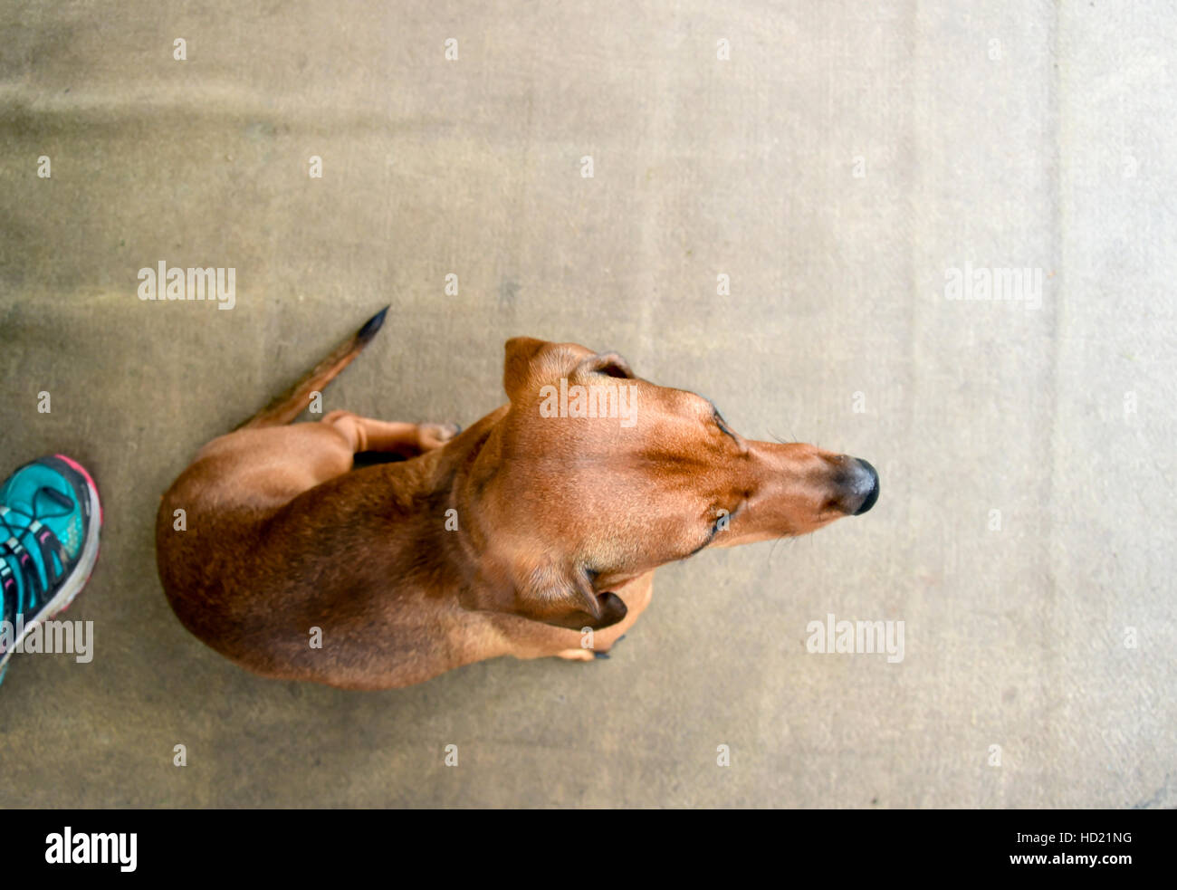 Teckel est assis Banque de photographies et d’images à haute résolution ...