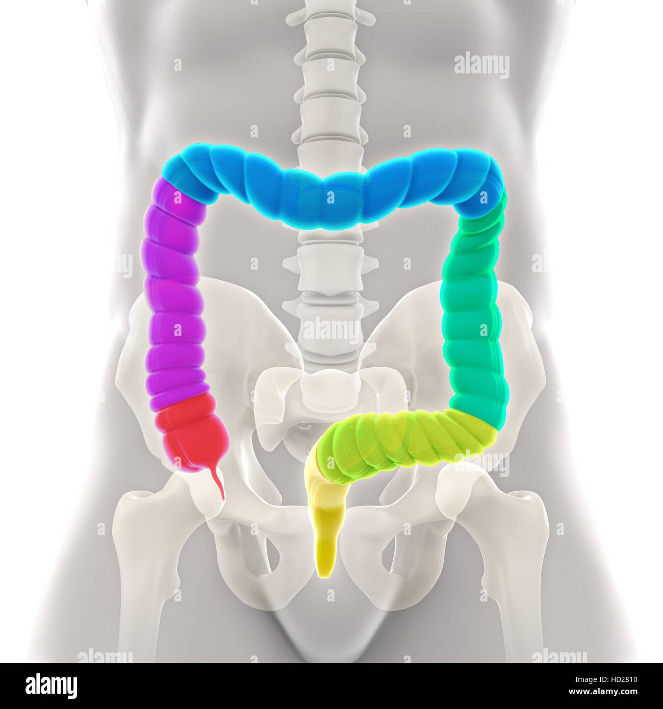 Colon humain anatomie Photo Stock - Alamy