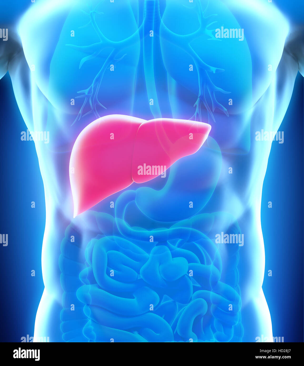 Anatomie du foie humain Photo Stock - Alamy