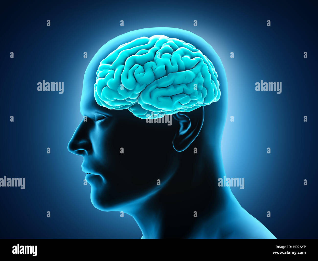 L'anatomie du cerveau humain Photo Stock - Alamy
