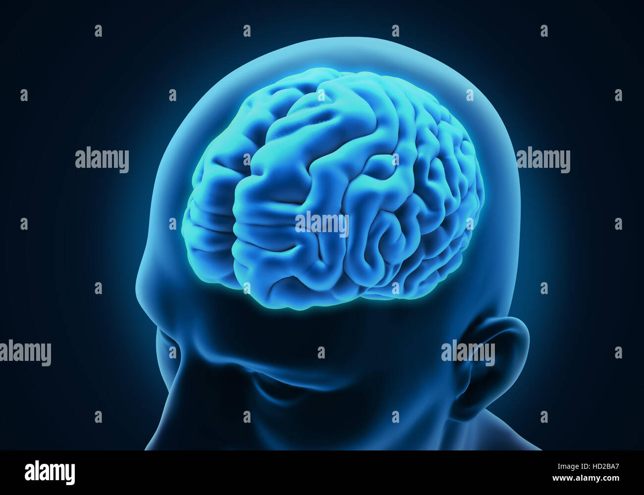 L'anatomie du cerveau humain Photo Stock - Alamy