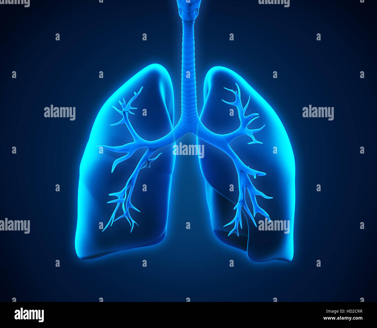 Human thorax anatomy Banque de photographies et d’images à haute ...