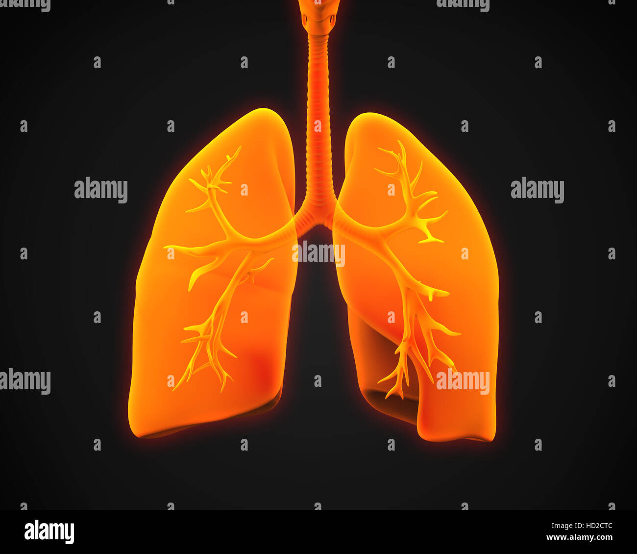 Système respiratoire humain Photo Stock - Alamy