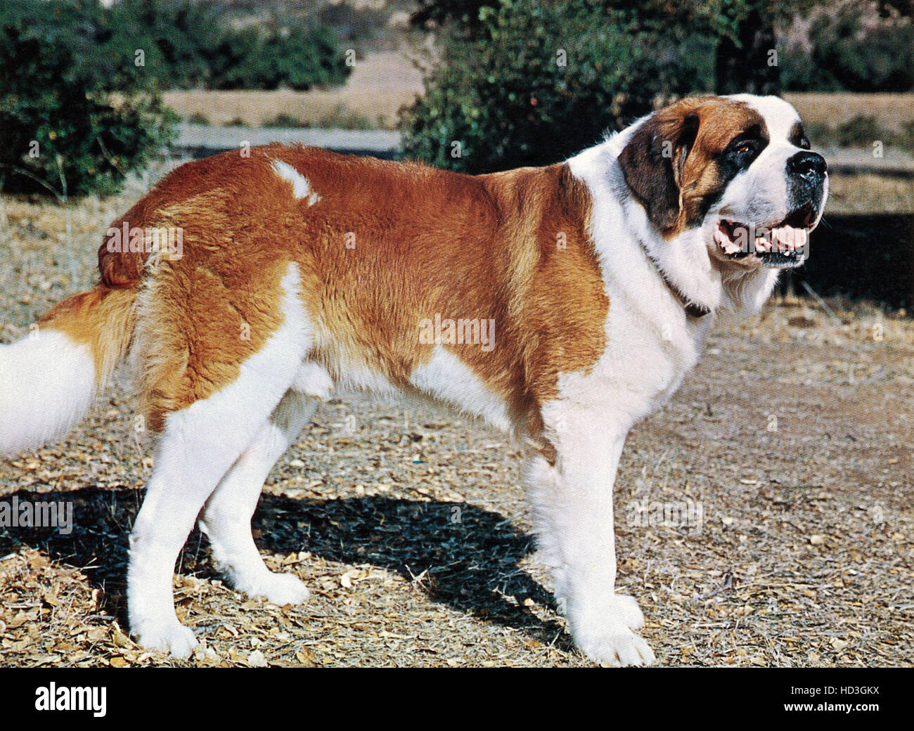 DISNEYLAND, (alias du merveilleux monde de Disney, alias WALT DISNEY'S ...