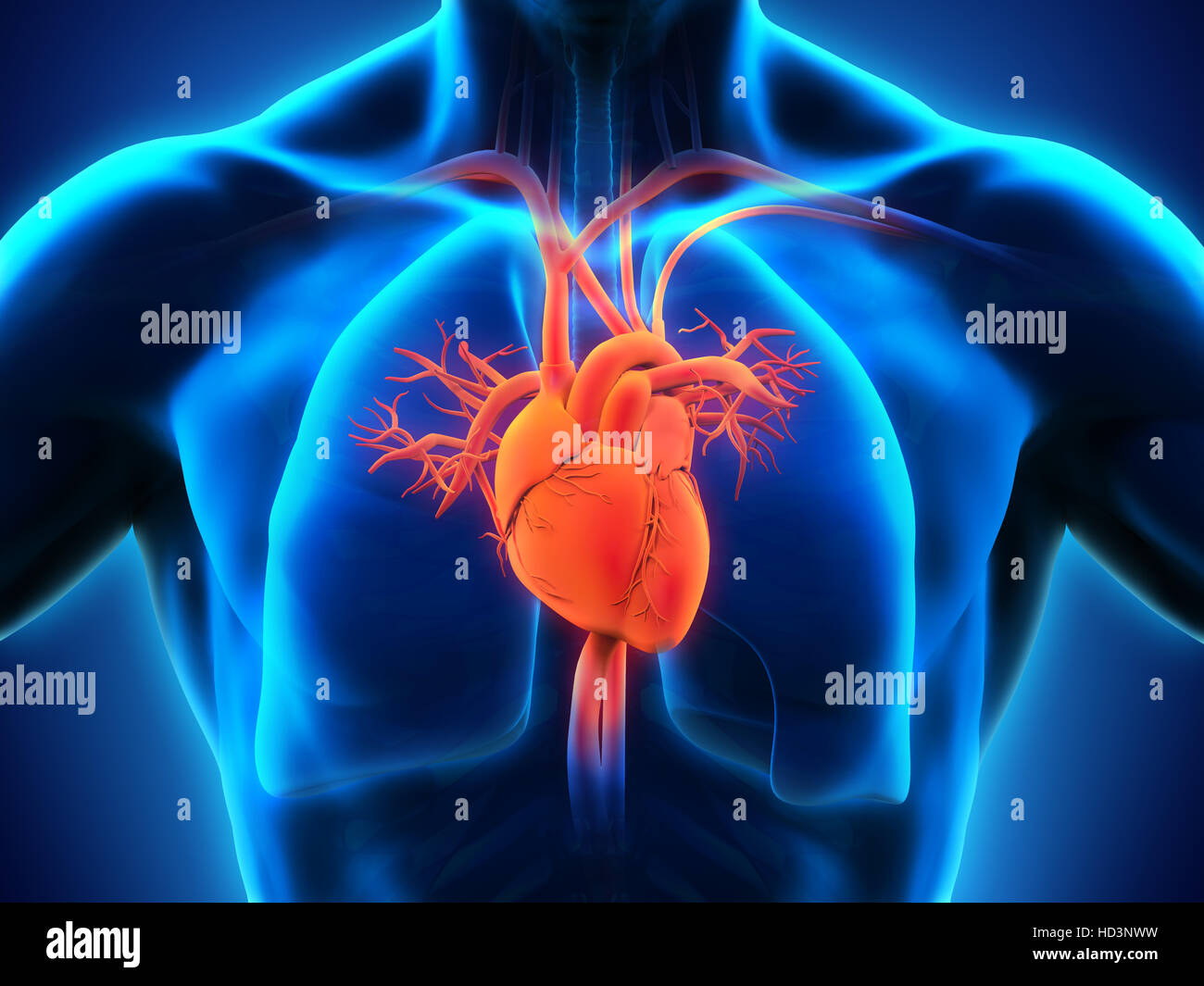 Anatomie cardiaque et vaisseaux sanguins Banque de photographies et d ...