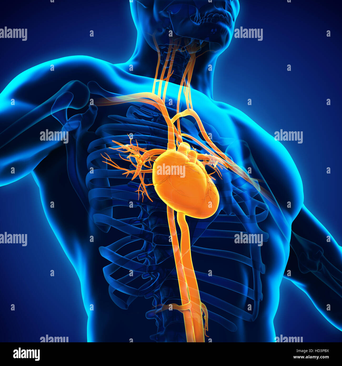 Anatomie cardiaque et vaisseaux sanguins Banque de photographies et d ...