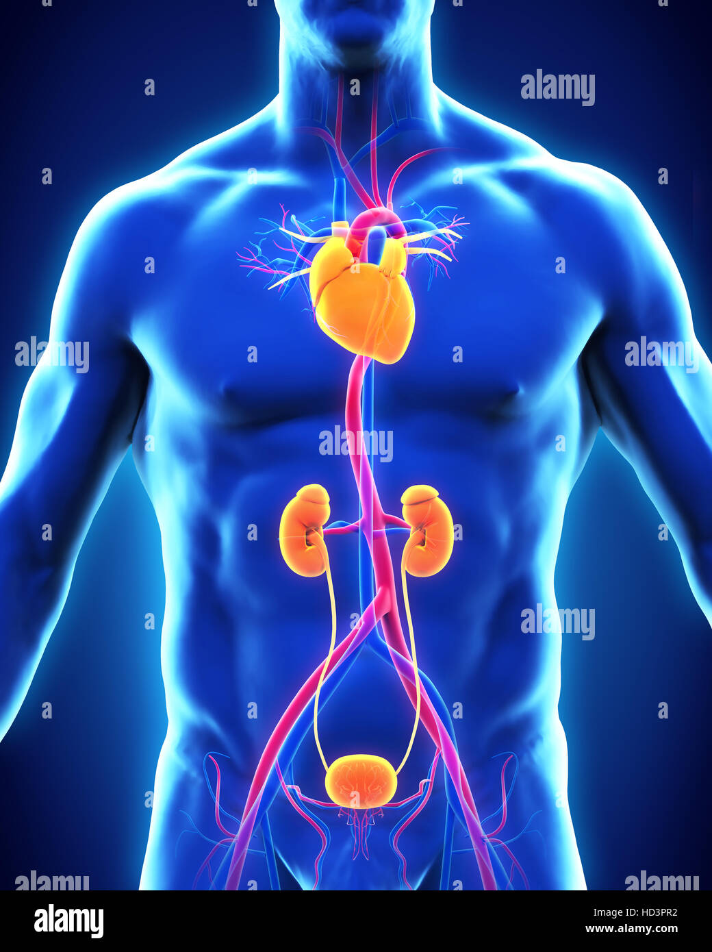 Abdominal aortic aneurysm Banque de photographies et d’images à haute ...