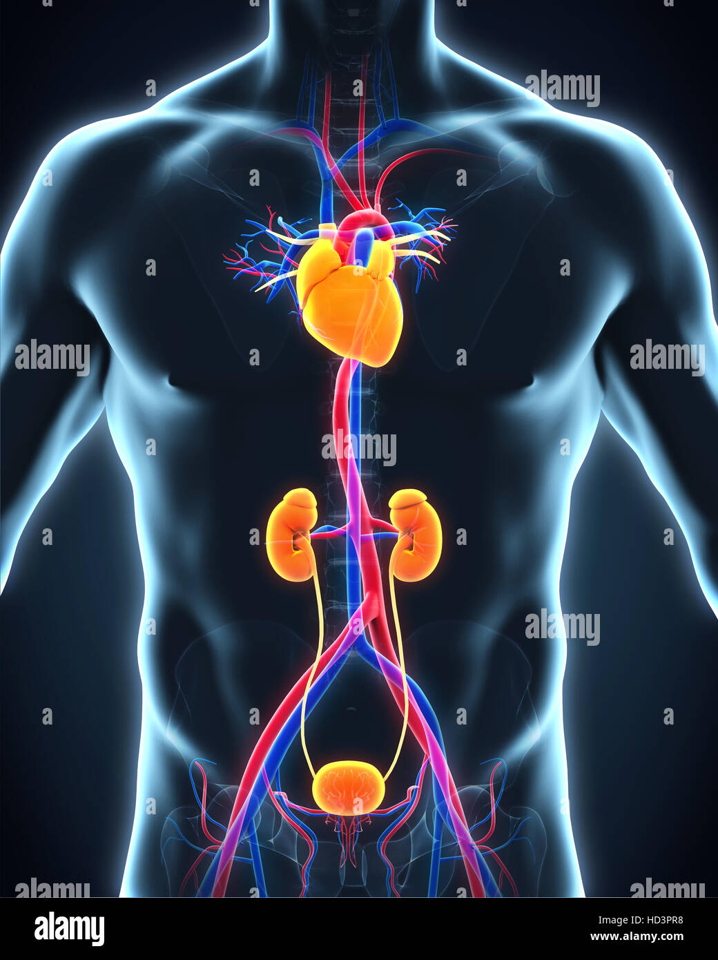 Les droits de l'aorte thoracique Photo Stock - Alamy