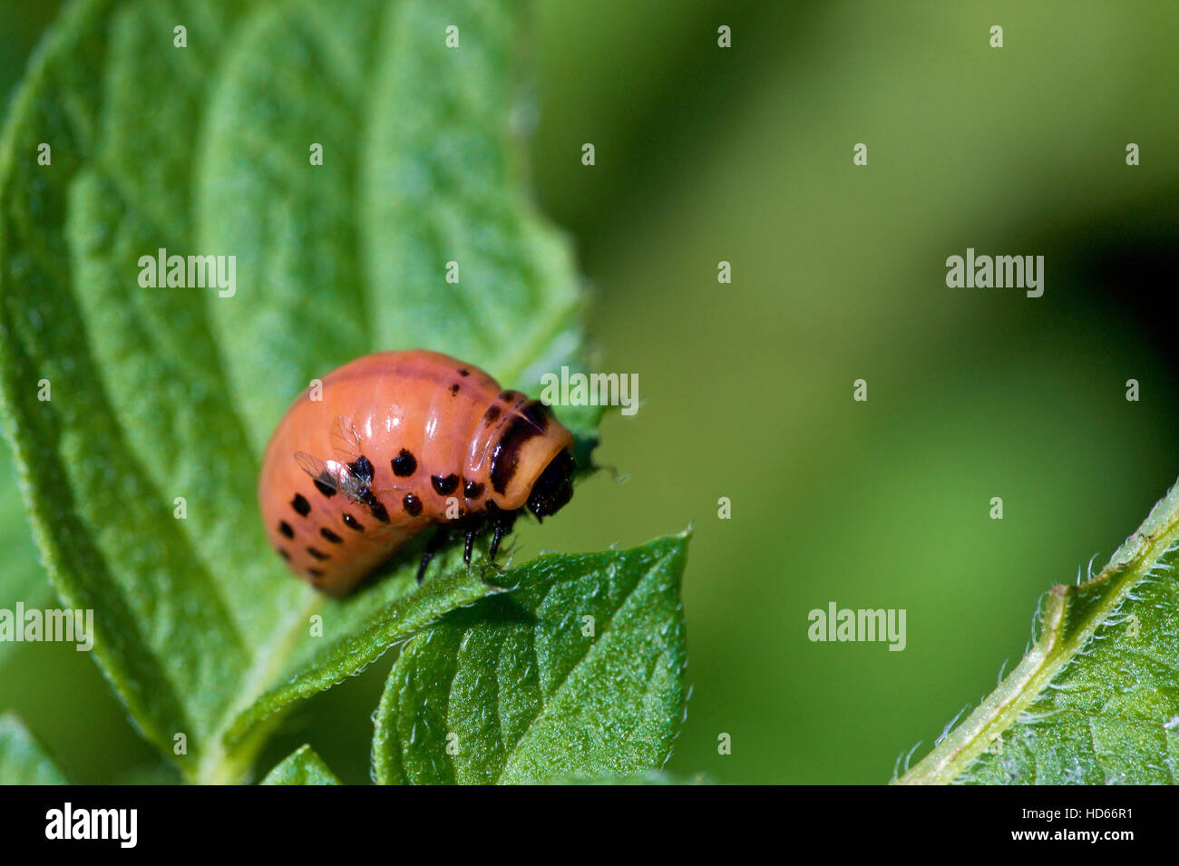 Doryphore polyclète Banque de photographies et d’images à haute ...