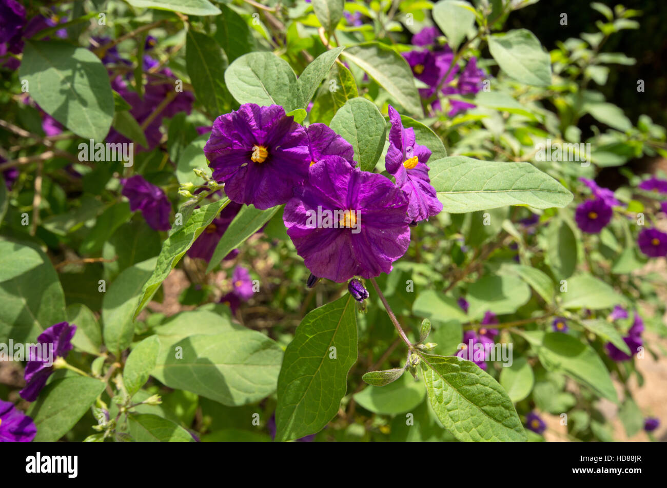 Fleurs de solanum Banque de photographies et d’images à haute ...