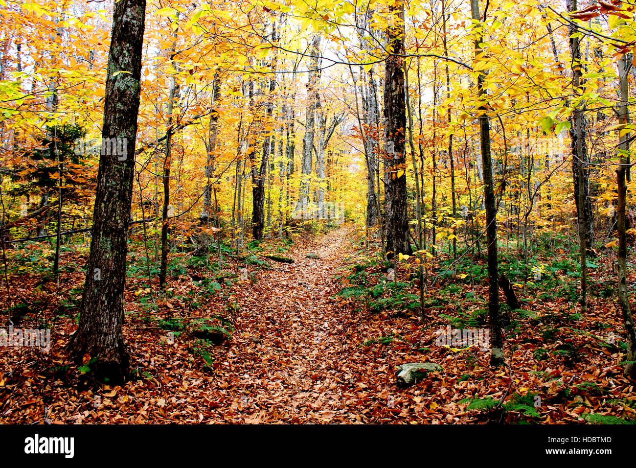 Chemin forestier en automne Banque de photographies et d’images à haute résolution - Alamy