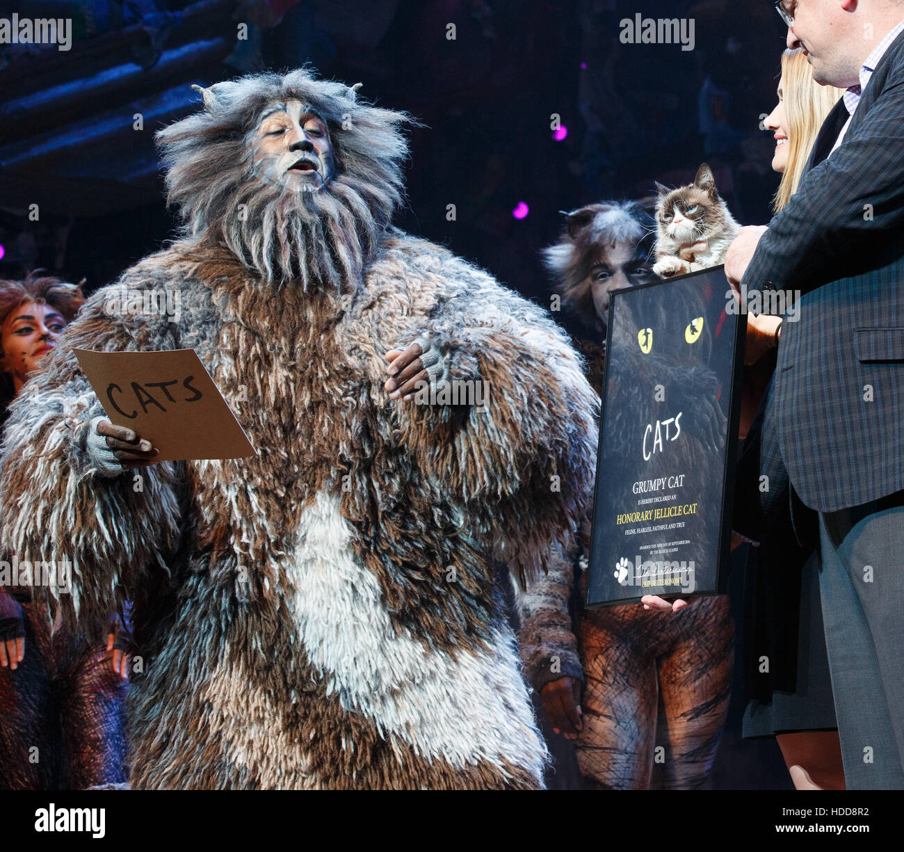 Chats de new york Banque de photographies et d’images à haute ...