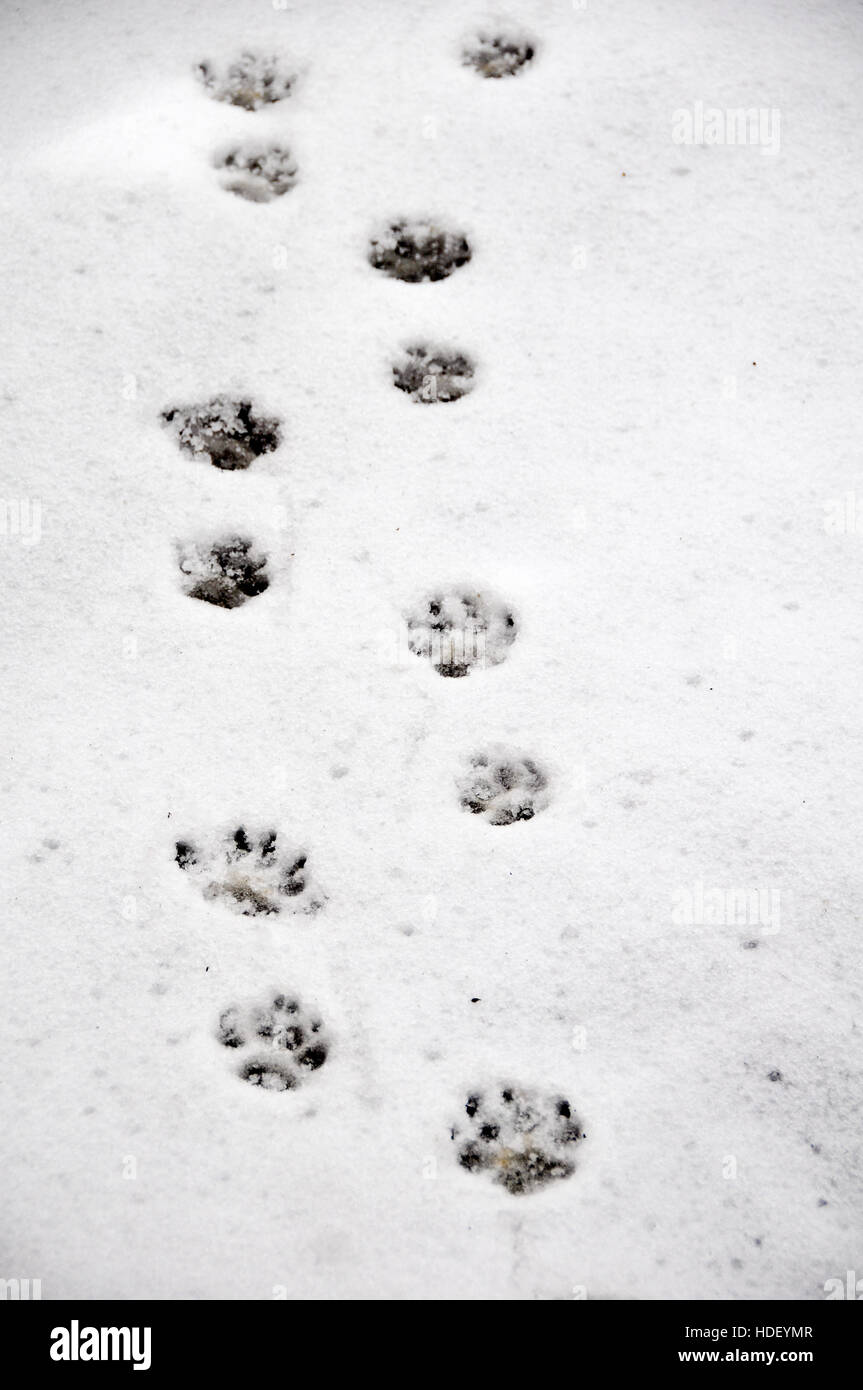 Empreintes de pattes d'animaux Banque de photographies et d’images à ...