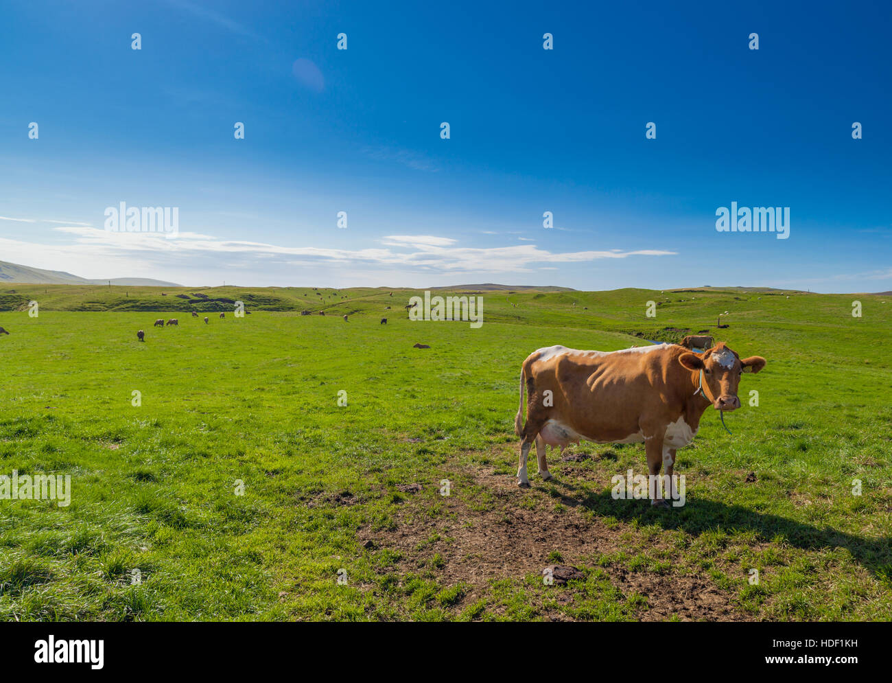 Vaches bio Banque de photographies et d’images à haute résolution - Alamy