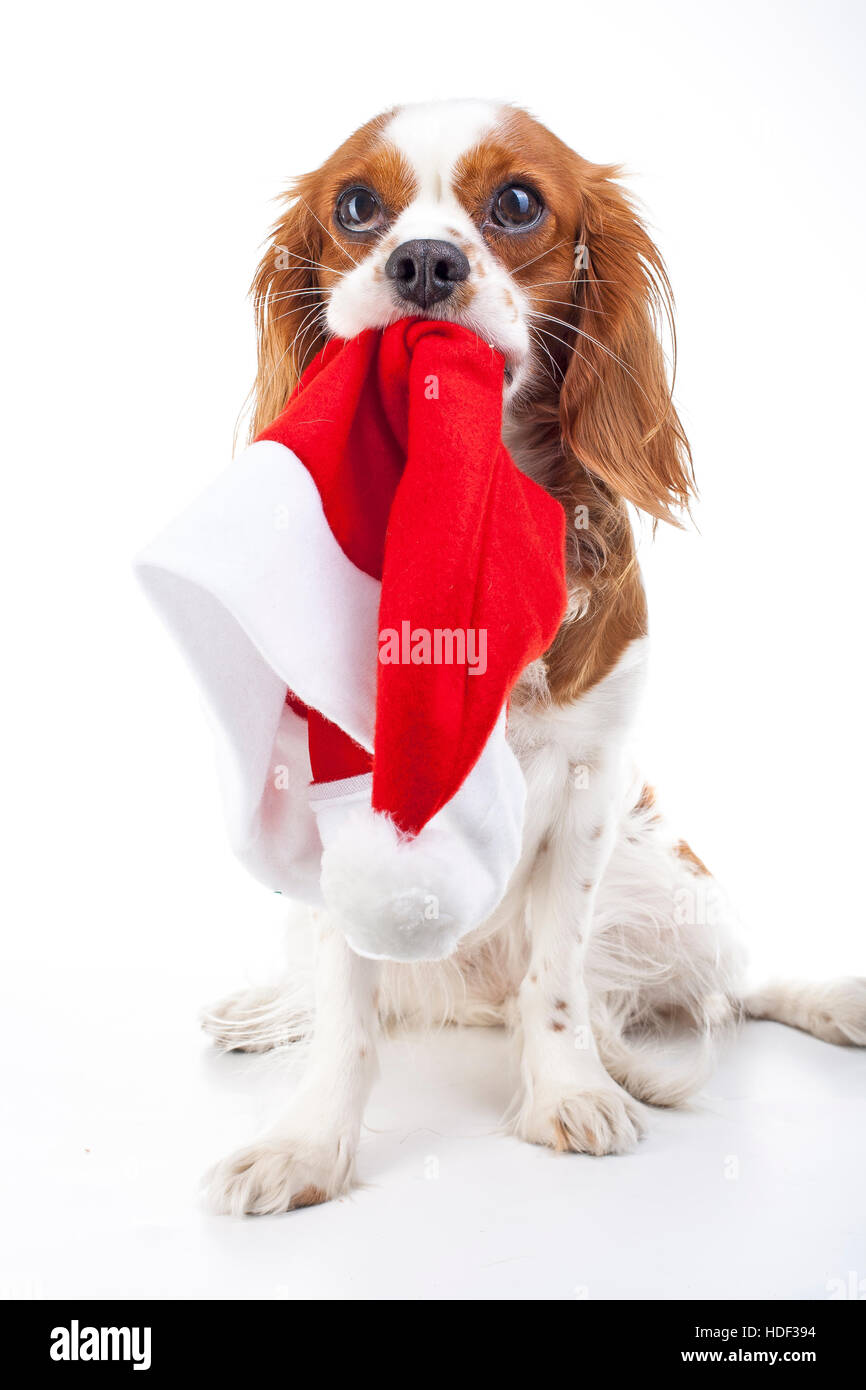Dog with Santa hat. Chien de Noël en studio. Fond blanc king charles ...