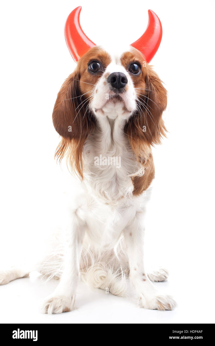 Devil dog illustration. King Charles Spaniel avec devil hat. mauvais ...
