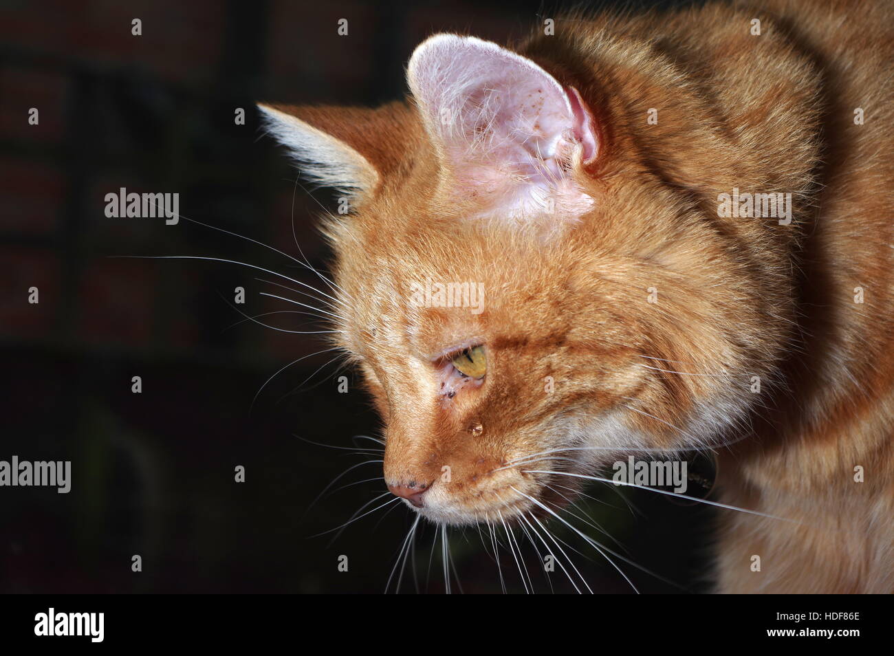 Larmes de chat Banque de photographies et d’images à haute résolution ...