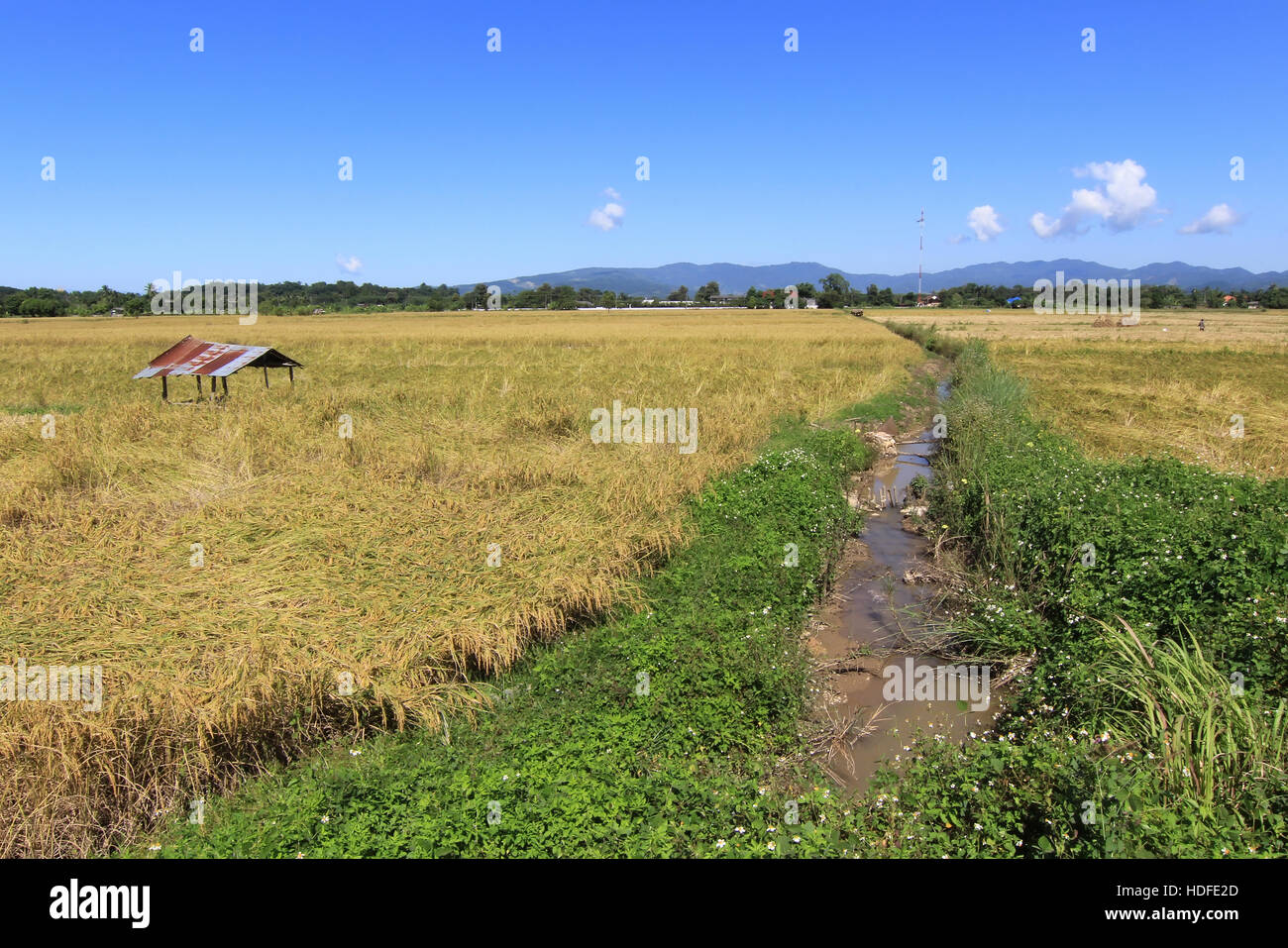 Green rice field in chiang rai Banque de photographies et d’images à ...