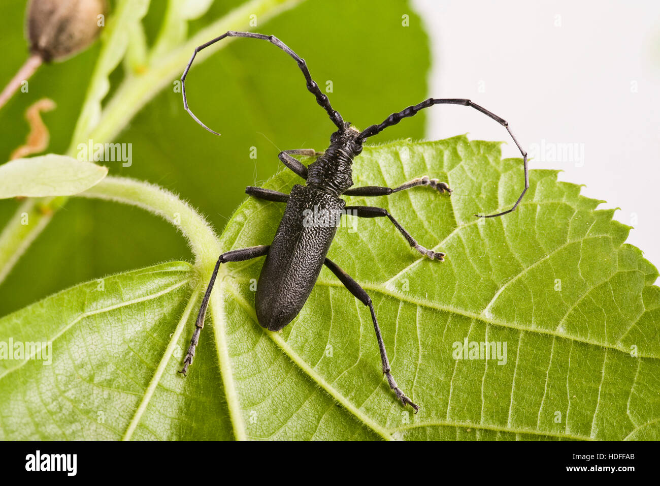 Coléoptères capricorne Banque de photographies et d’images à haute ...