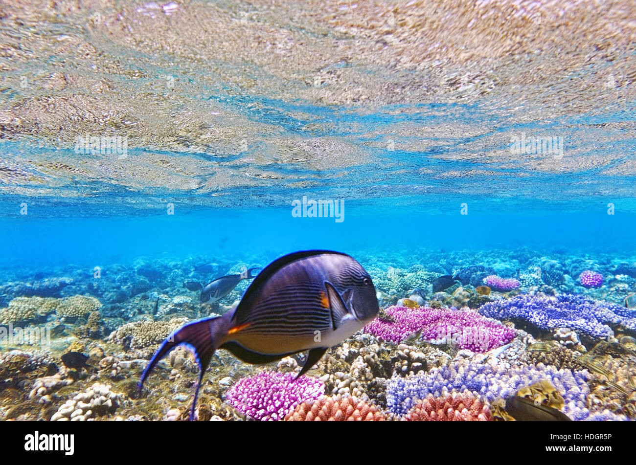 Coraux et de poissons dans la mer Rouge. L'Egypte, l'Afrique Photo ...