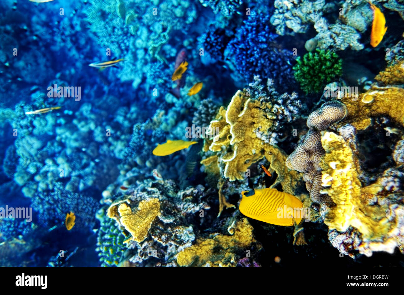 Papillon egypt Banque de photographies et d’images à haute résolution ...