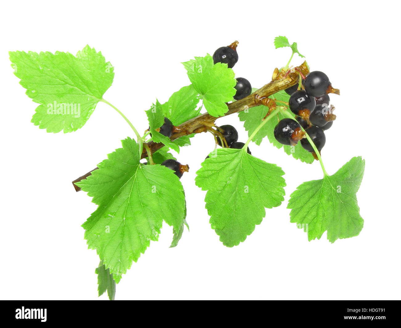 Bubble shrub Banque d'images détourées - Alamy