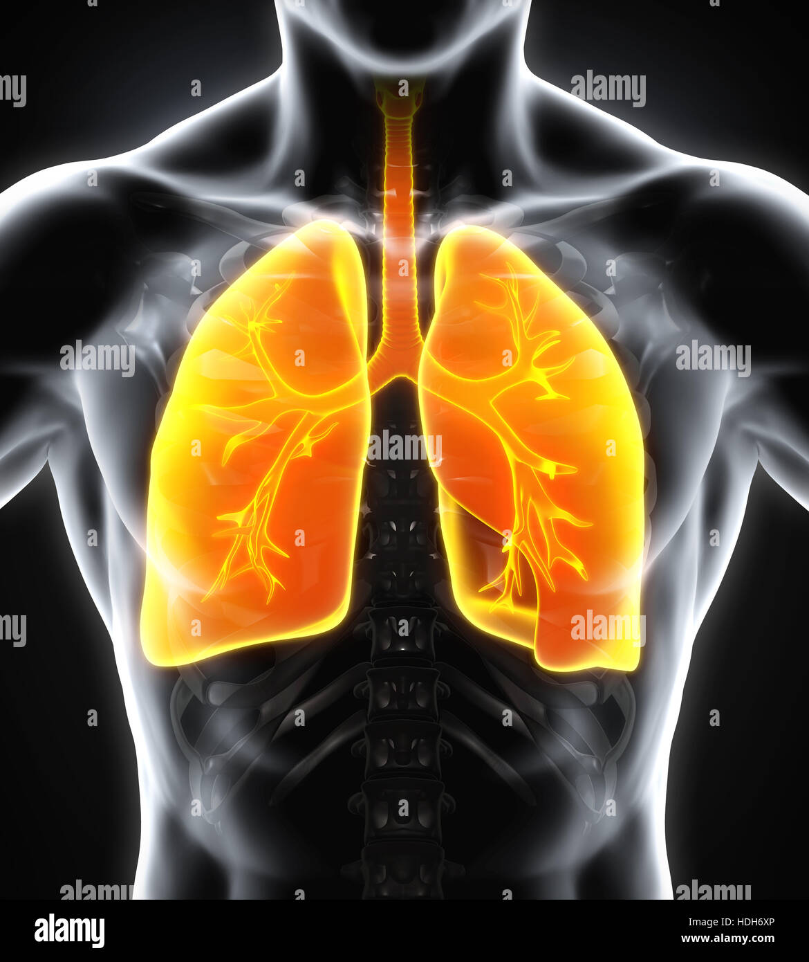 Human respiratory system Banque de photographies et d’images à haute ...