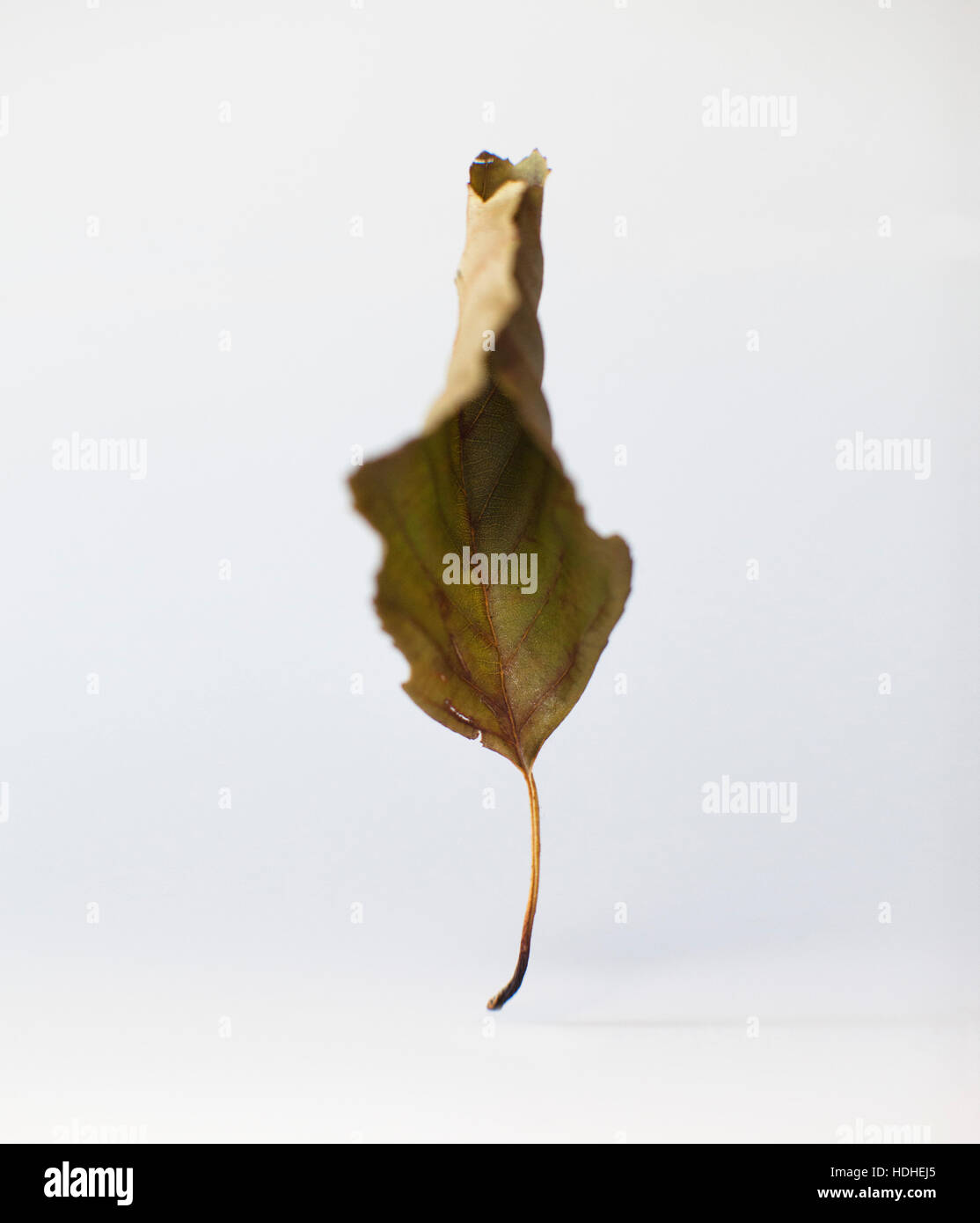 Dry leaf Banque de photographies et d’images à haute résolution - Alamy