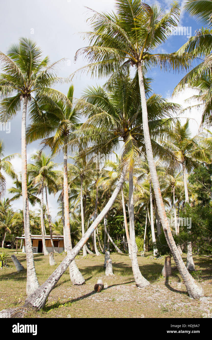 De grands palmiers en Tadine Mare Village sur island (Nouvelle ...