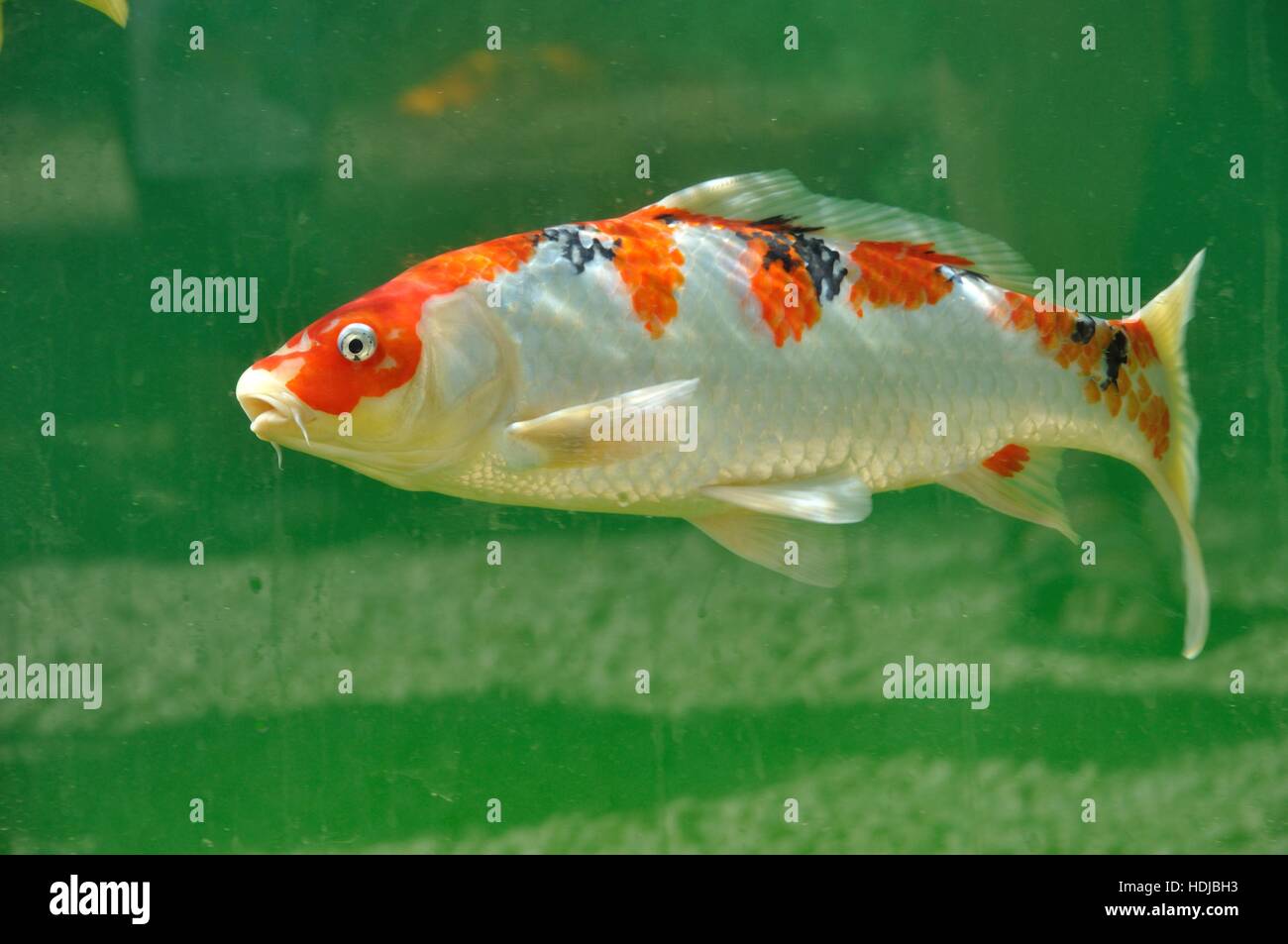 Couleur carpe koi Banque de photographies et d’images à haute ...