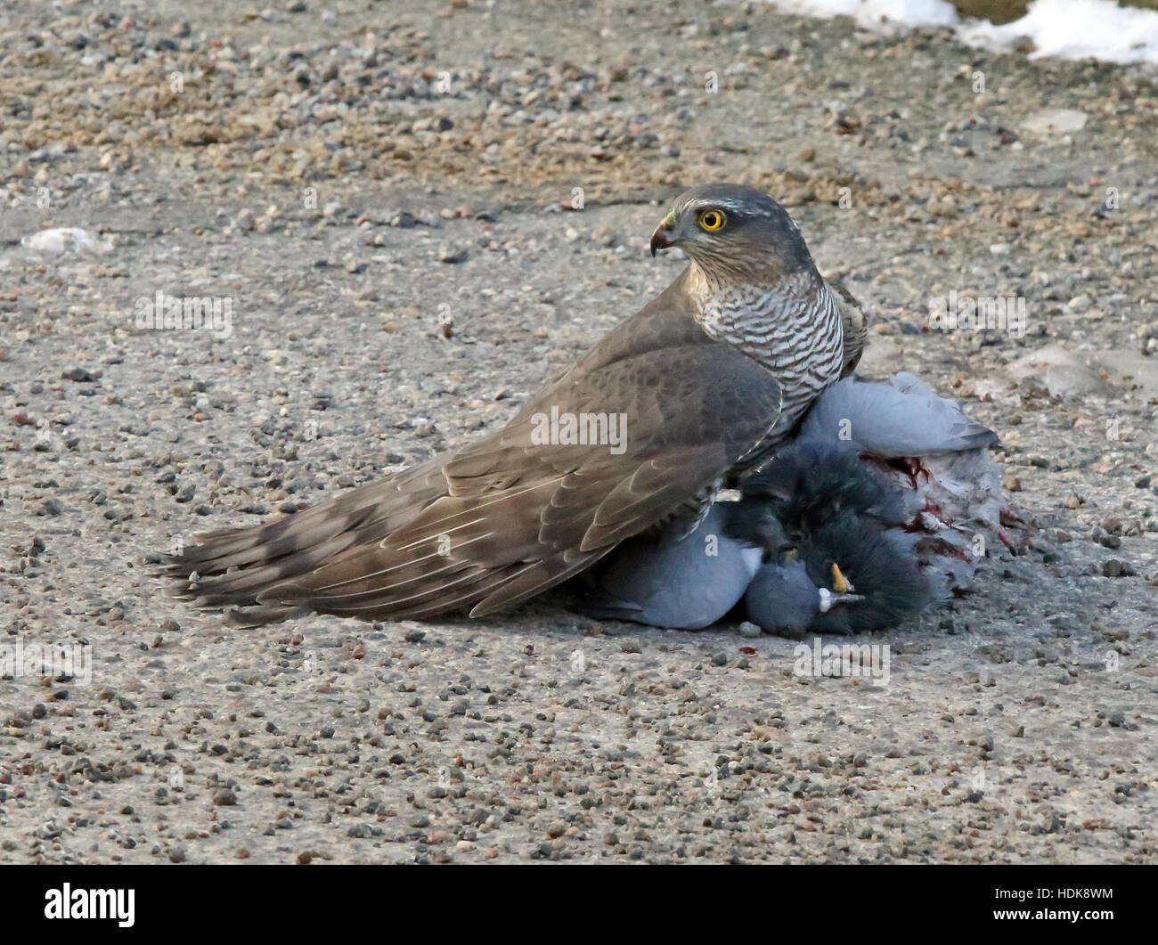Sparrowhawk attack Banque de photographies et d’images à haute ...