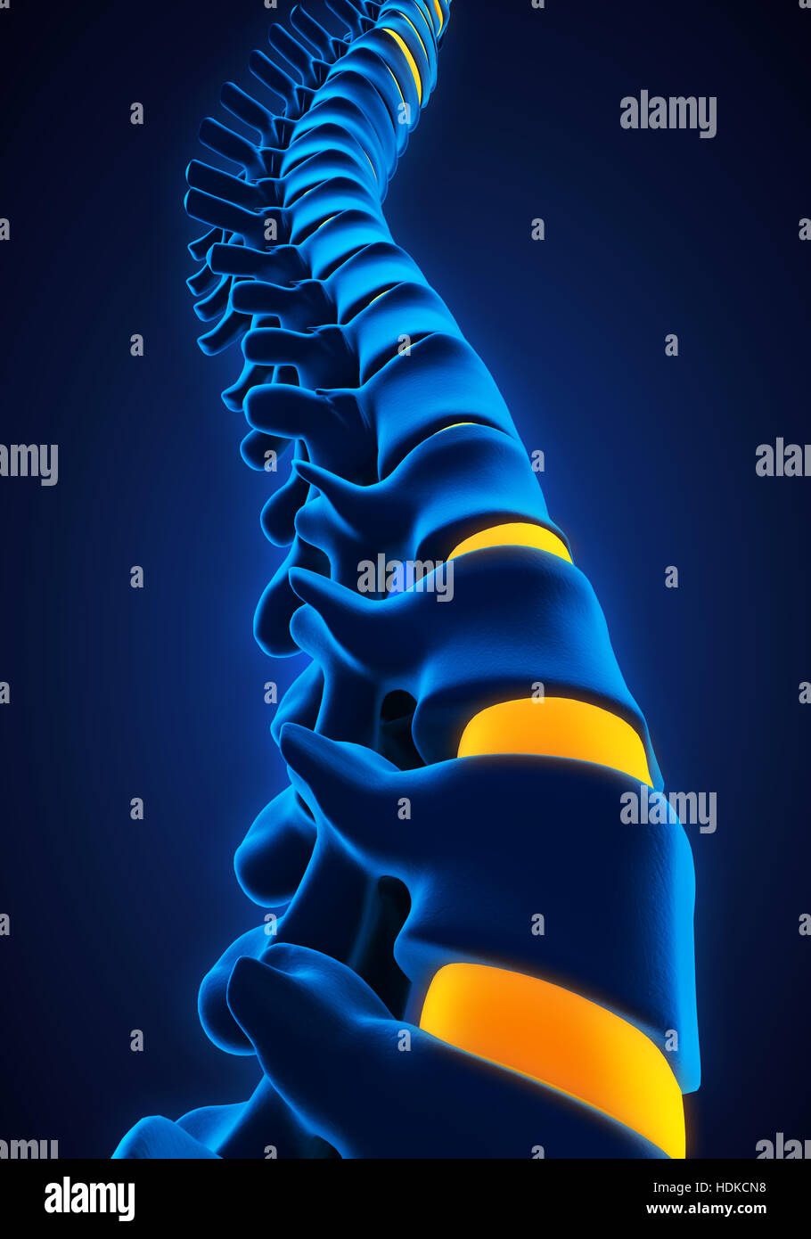 L'anatomie de la colonne vertébrale humaine Photo Stock - Alamy