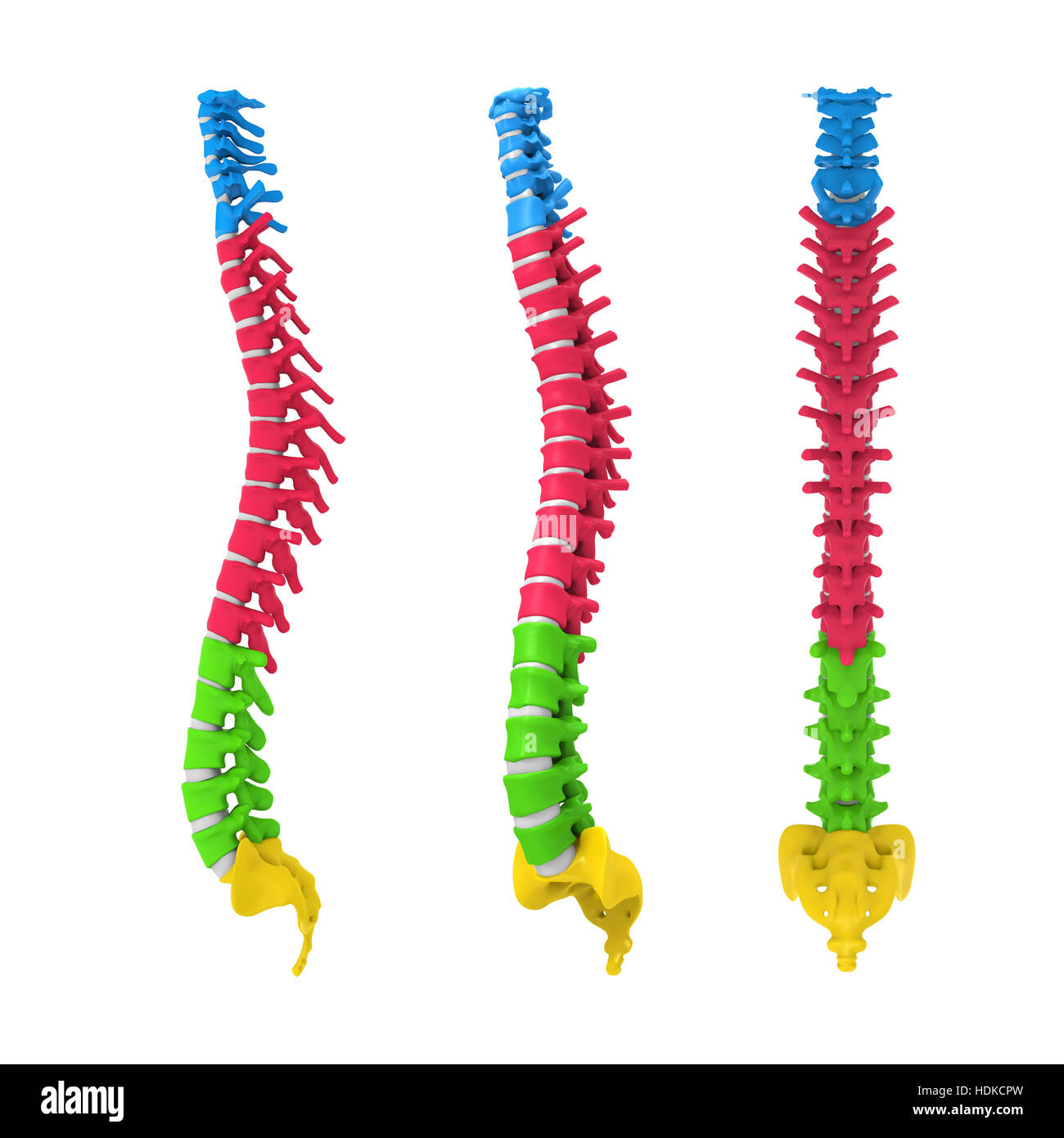 L'anatomie de la colonne vertébrale humaine Photo Stock - Alamy